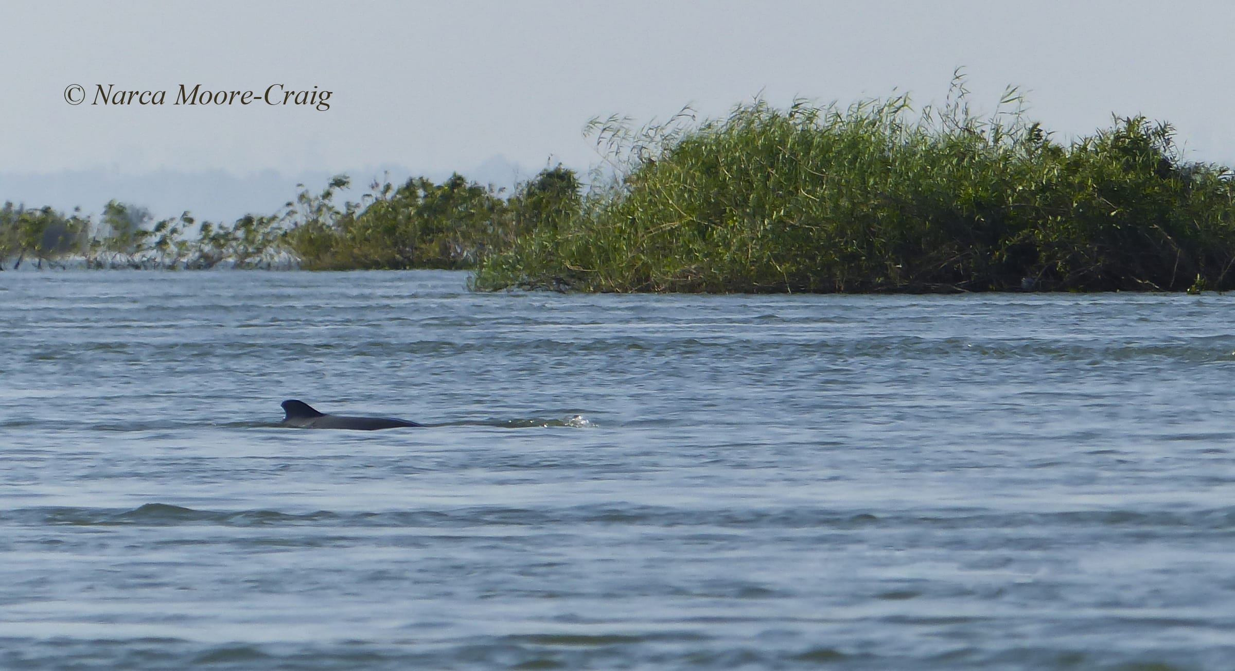 Cambodia: Wildlife on the Mekong River